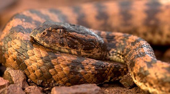 Αυτό είναι το πιο δηλητηριώδες φίδι του κόσμου [βίντεο] – Pronews.gr