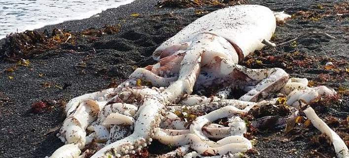 Ξεβράστηκε σε ακτή γιγάντιο καλαμάρι μήκους 7 μέτρων [εικόνες] – Pronews.gr