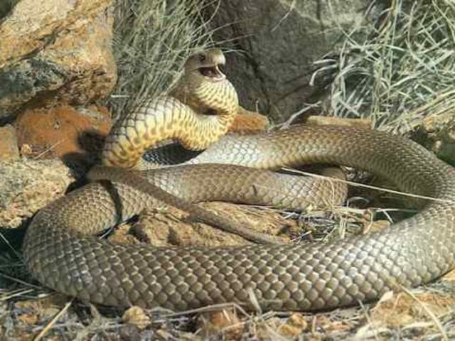 Αυτά είναι τα δέκα πιο επικίνδυνα φίδια του κόσμου (εικόνες) – Pronews.gr