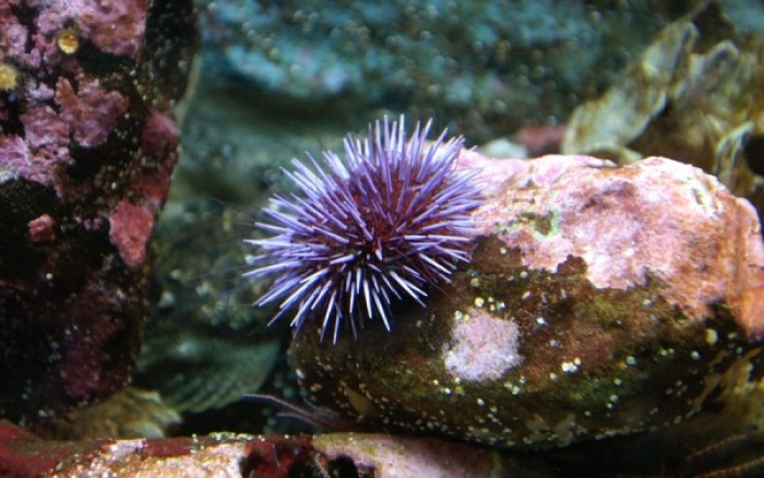 Τσίμπημα από αχινό: Δείτε πώς θα αφαιρέσετε τα αγκάθια – Pronews.gr