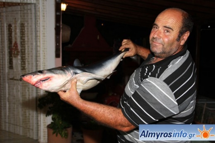 Καρχαρίας έκανε “βόλτες” στον Παγασητικό! [εικόνες] – Pronews.gr