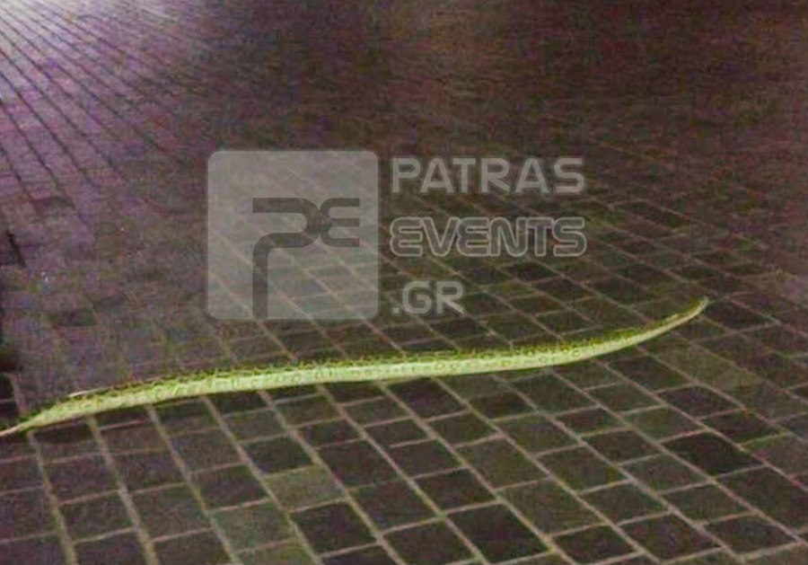 Νεαροί σκόρπισαν τον πανικό όταν έβγαλαν βόλτα στην πλατεία έναν ...