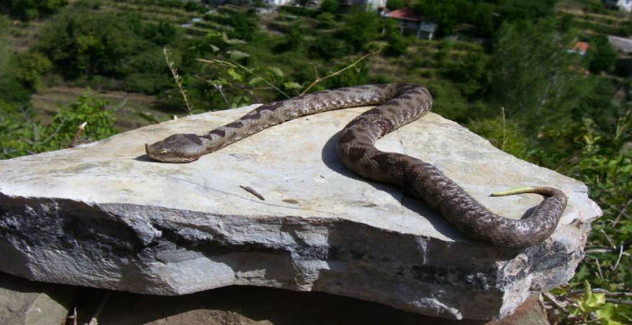 Δηλητηριώδη φίδια στην Ελλάδα – Ποια είναι και τι πρέπει να κάνουμε εάν ...