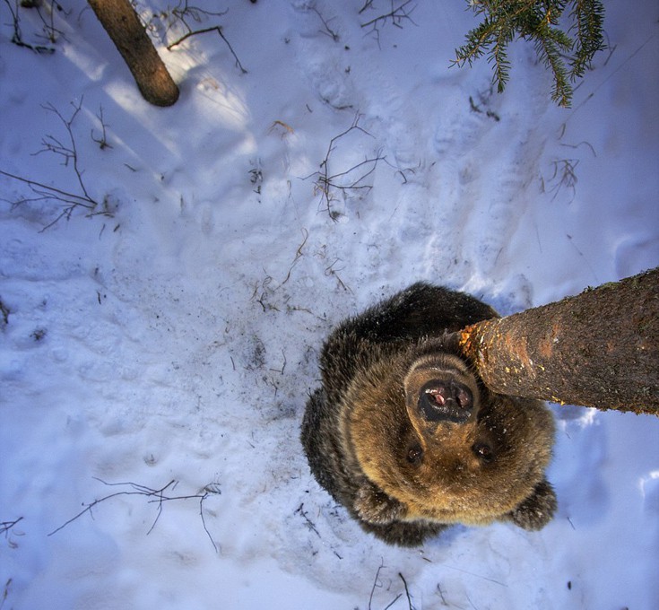 Η «μυστική» ζωή των αρκούδων μέσα από εντυπωσιακά καρέ – Pronews.gr