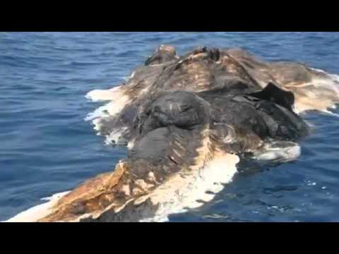 Βίντεο: 10 μυστήρια πλάσματα της θάλασσας που έχουν καταγραφεί από ...