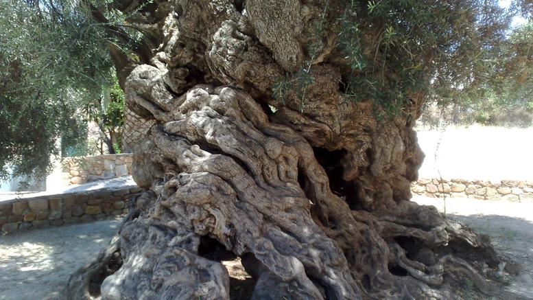 Η πιο παλιά ελιά βρίσκεται στην Κρήτη – Στη λίστα με τα 10 παλαιότερα ...