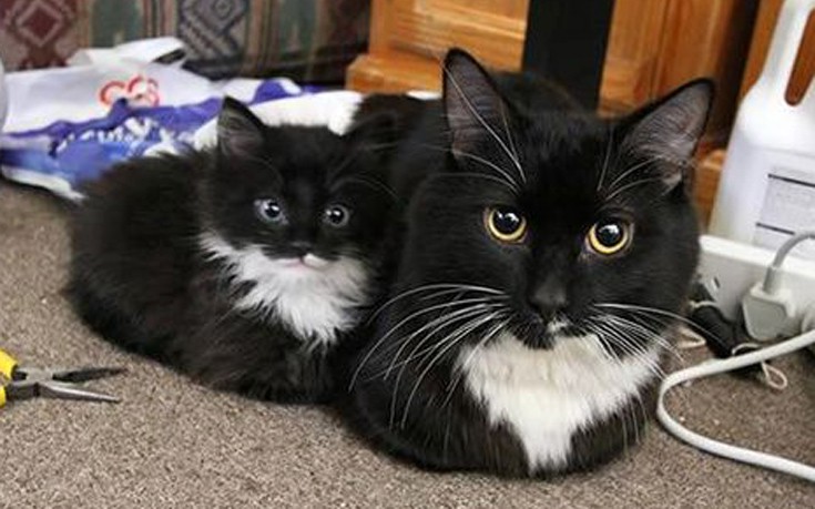 Γάτες σε στενό… οικογενειακό κύκλο (φωτό) – Pronews.gr