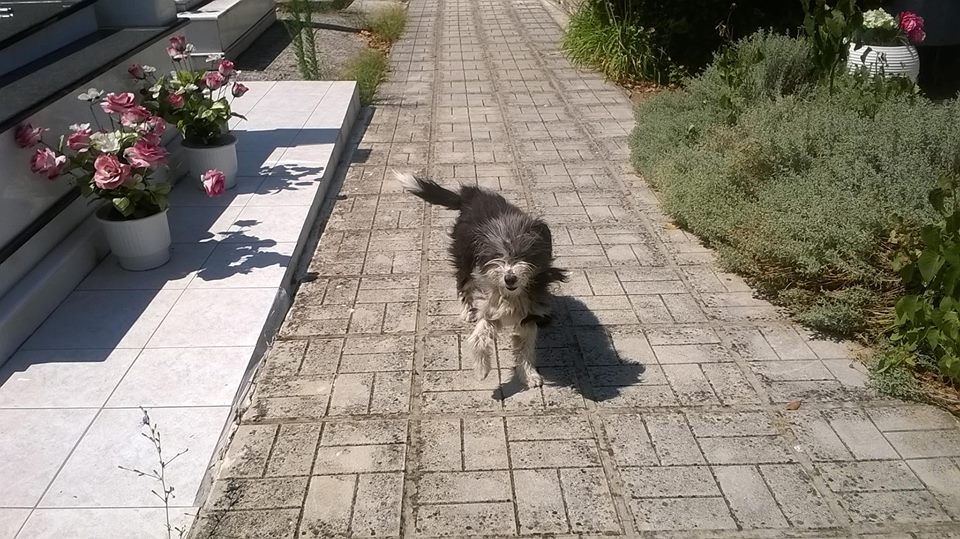 Ιστορία «Χάτσικο» στα Γιάννενα – Σκύλος περιμένει το αφεντικό του στο ...