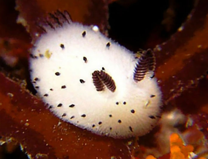 Jorunna Parva: Τα «λαγουδάκια» της θάλασσας που ήταν άγνωστα μέχρι τώρα ...