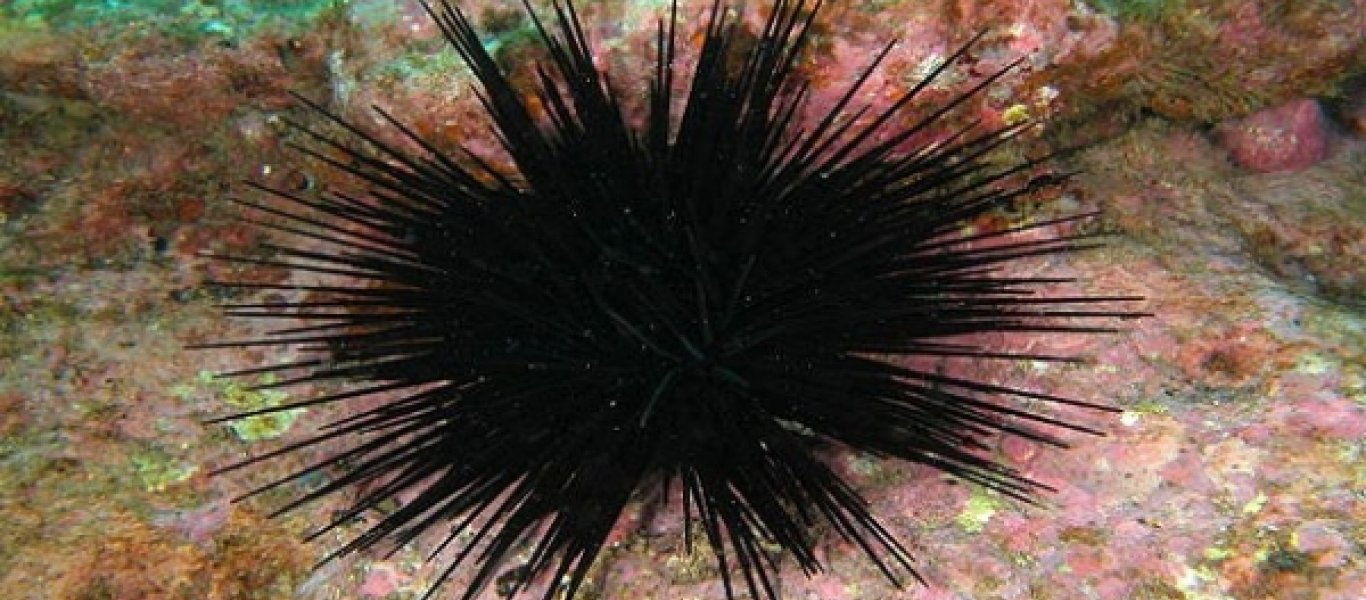 Πάτησες αχινό; Να τι πρέπει να κάνεις! – Pronews.gr