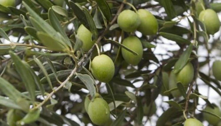 Θα πούμε το λάδι λαδάκι – Τι προκαλεί η κλιματική αλλαγή στις ...