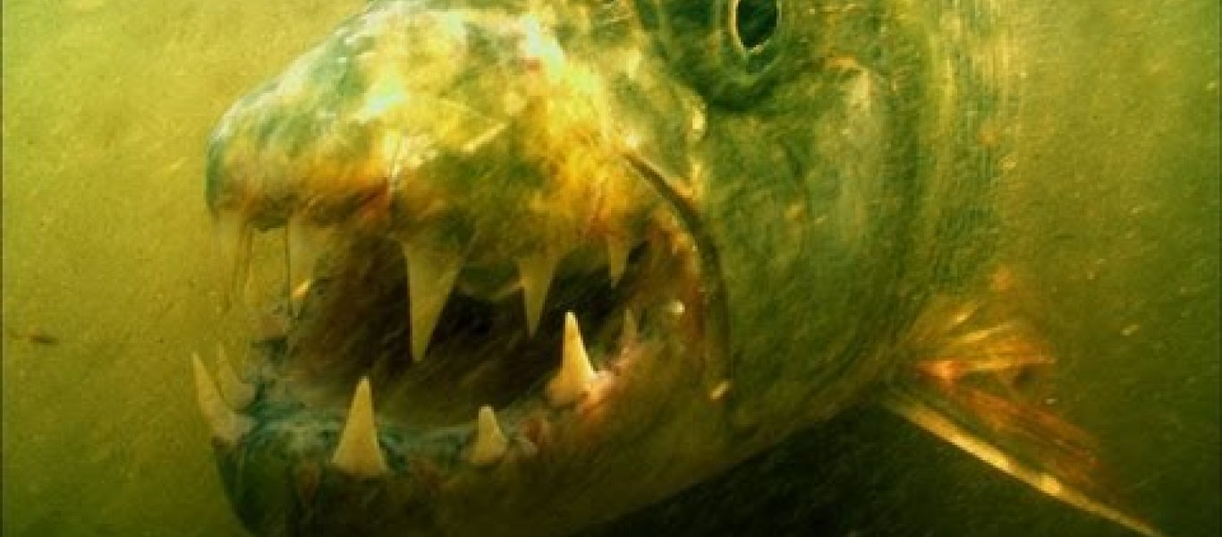 Τιγρόψαρο Γολιάθ: Δείτε το εντυπωσιακό ψάρι σε μέγεθος ανθρώπου που ...