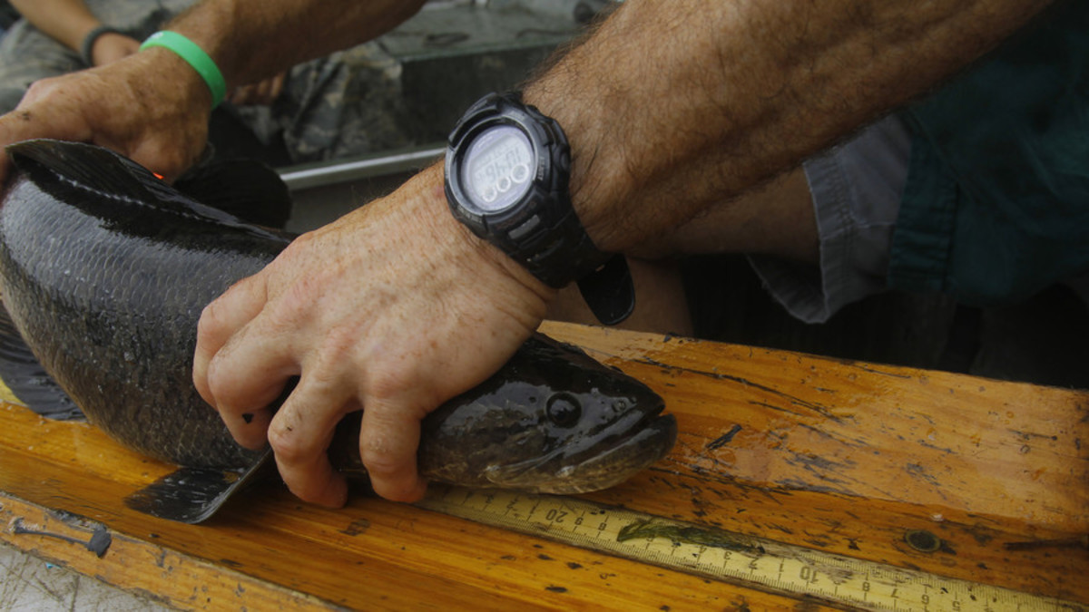 Το φιδοκέφαλο ψάρι «εισβολέας» που ζει και στη στεριά και έχει ...