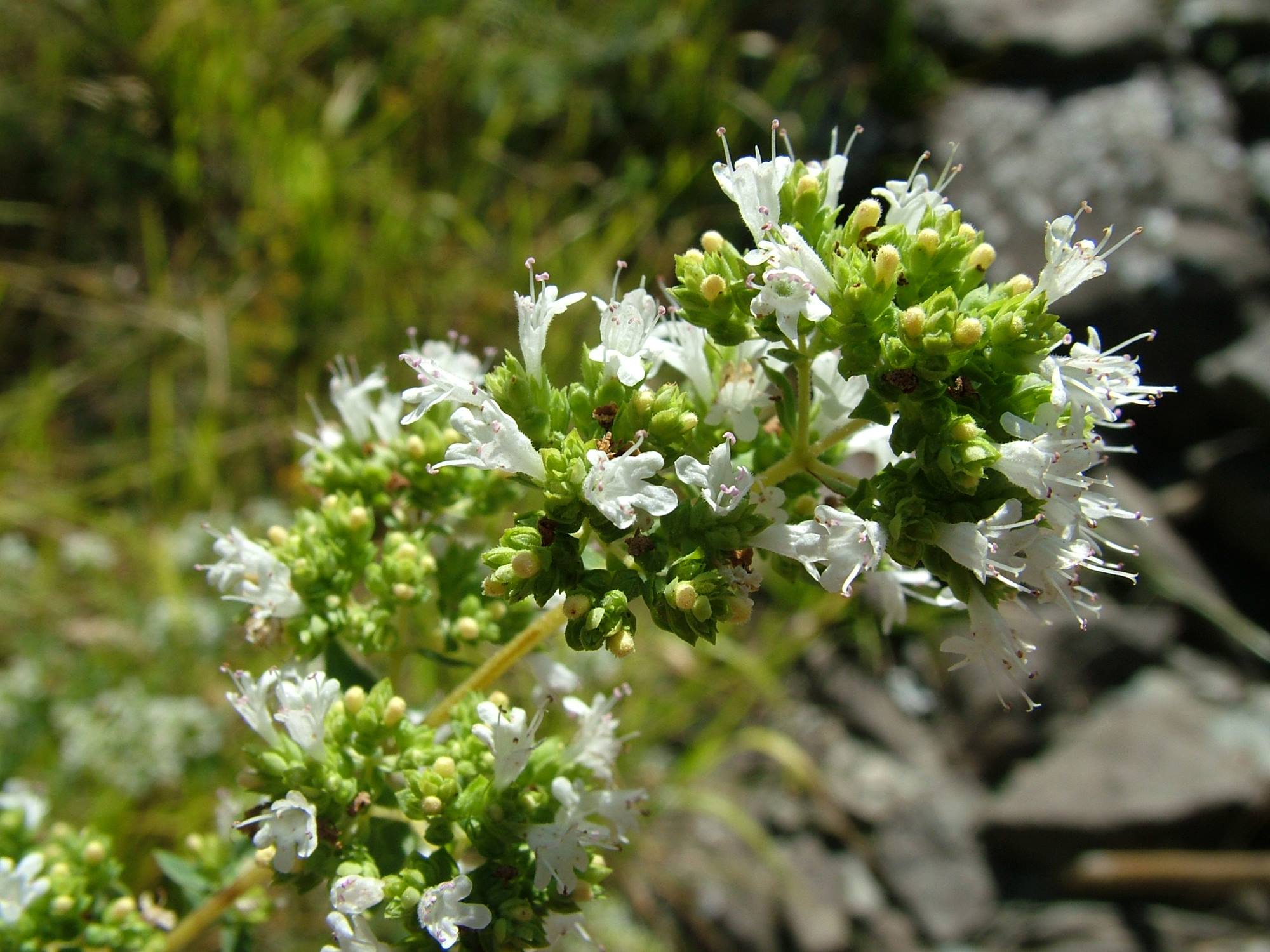 Ρίγανη: Το ταπεινό φυτό με τις «μαγικές« ιδιότητες που θεραπεύει σχεδόν ...