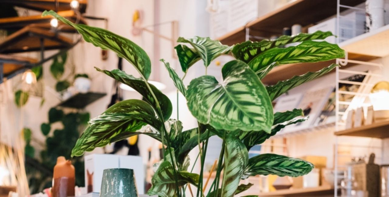 Δες ποια είναι τα φυτά εσωτερικού χώρου που επιβιώνουν χωρίς ηλιακό φως ...