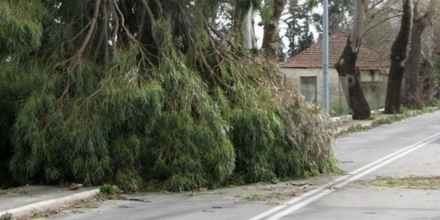 Σέρρες: 69χρονος βρήκε τραγικό θάνατο – Καταπλακώθηκε από δέντρο ...