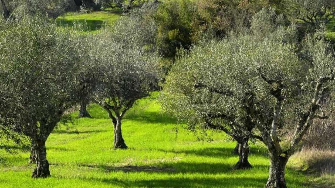Ηράκλειο: Άνδρας κρέμασε εικόνες Αγίων σε λιόφυτο στη Μεσαρά και ζητάει ...