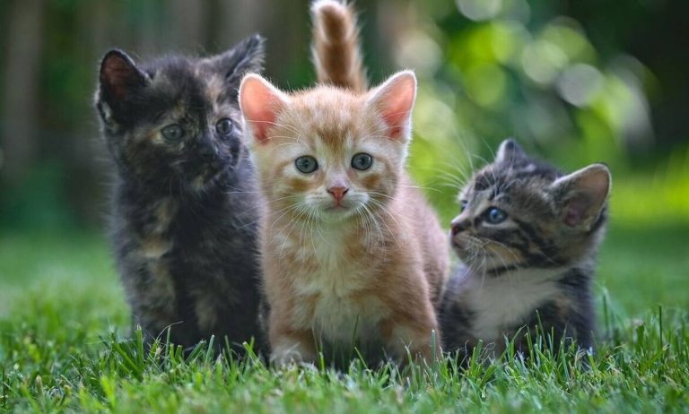 12+1 φυτά που δεν πρέπει να έχετε στο ίδιο δωμάτιο… μαζί με τη γάτα σας ...