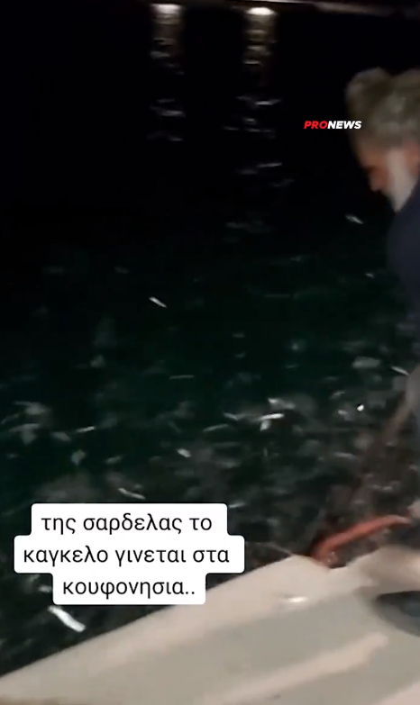 Χαμός απο σαρδέλες στα Κουφονήσια: Τις μάζεψαν με το κιλό οι ψαράδες ...