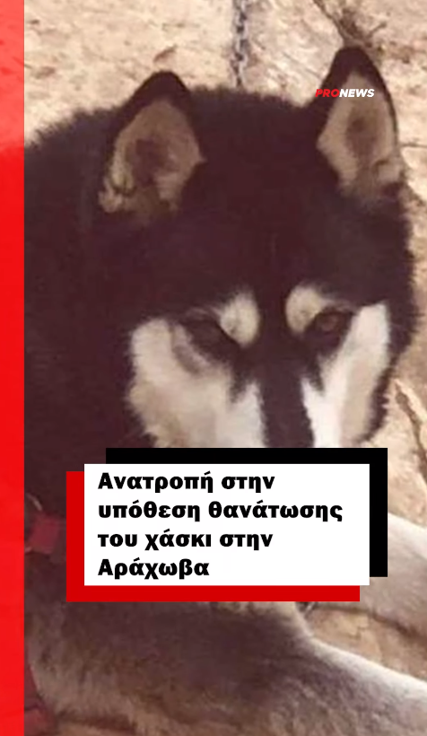 Ανατροπή στην υπόθεση θανάτωσης του χάσκι στην Αράχωβα: Ο Όλιβερ τελικά ...