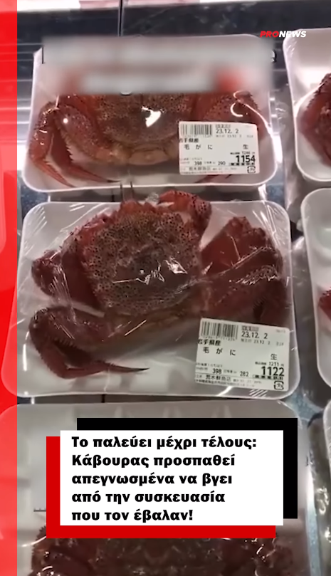 Το παλεύει μέχρι τέλους: Κάβουρας προσπαθεί απεγνωσμένα να βγει από την ...