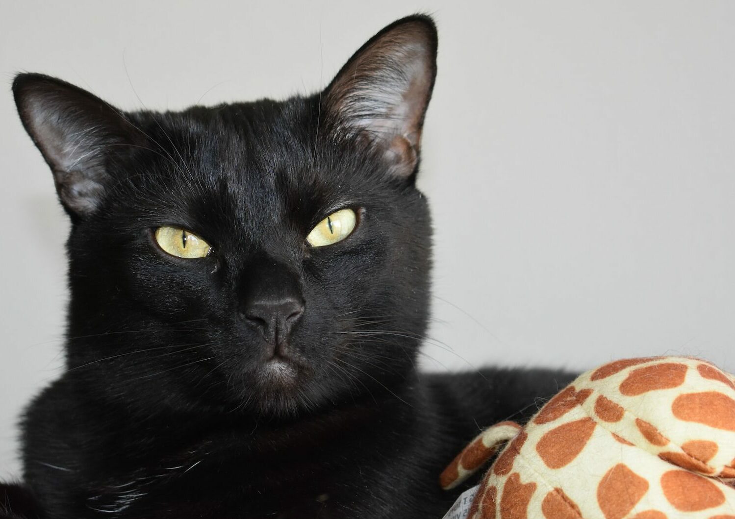 Ο λόγος που οι μαύρες γάτες συνδέονται με τη «γρουσουζιά» και το «κακό ...