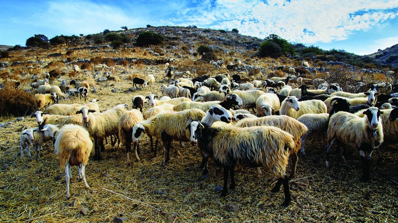 Έτσι θα ήταν η Κρήτη με τα 7,8 εκατ. αιγοπρόβατα του… ΟΠΕΚΕΠΕ σύμφωνα ...