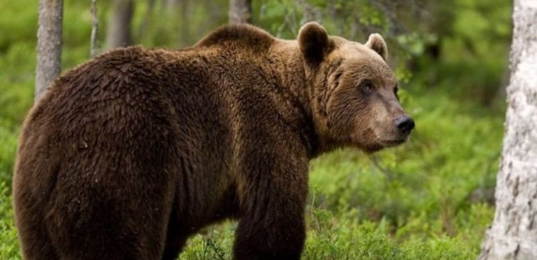 Δράμα: Πώς έγινε η επίθεση της αρκούδας στους πεζοπόρους – «Ο ένας ...