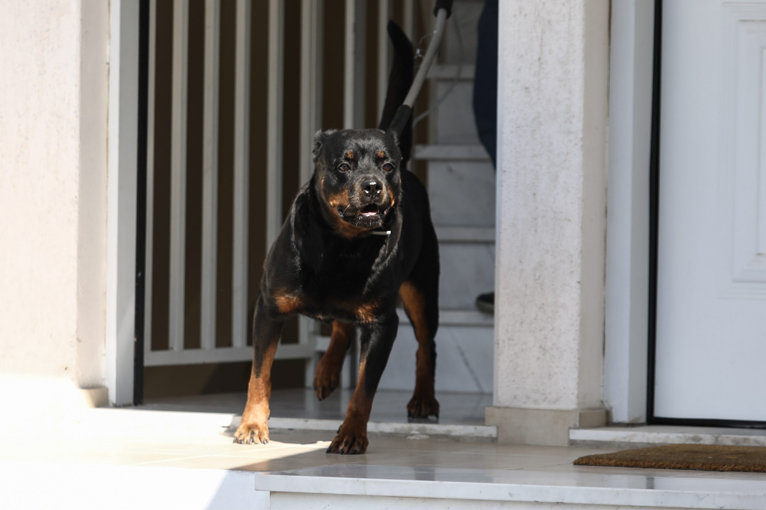 Χαροπαλεύει ο 76χρονος από την Καλαμάτα που του επιτέθηκε το ροντβάιλερ ...